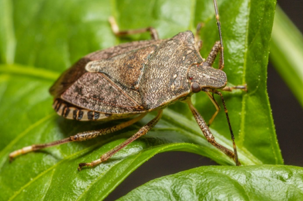 The Brown Marmorated Stink Bug Is Still Invading California The Brown Marmorated Stink Bug Is Still Invading California