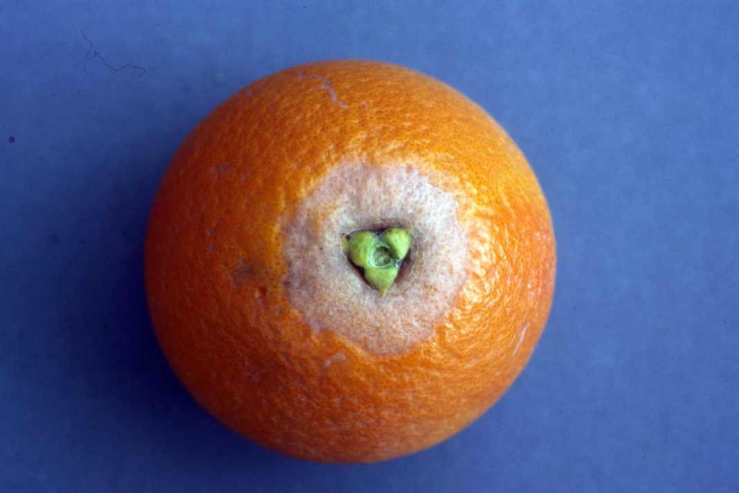 Managing Citrus Thrips is Especially Difficult During Drought Years ...