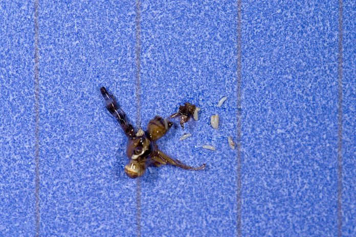 Walnut Husk Fly Management | Progressive Crop Consultant