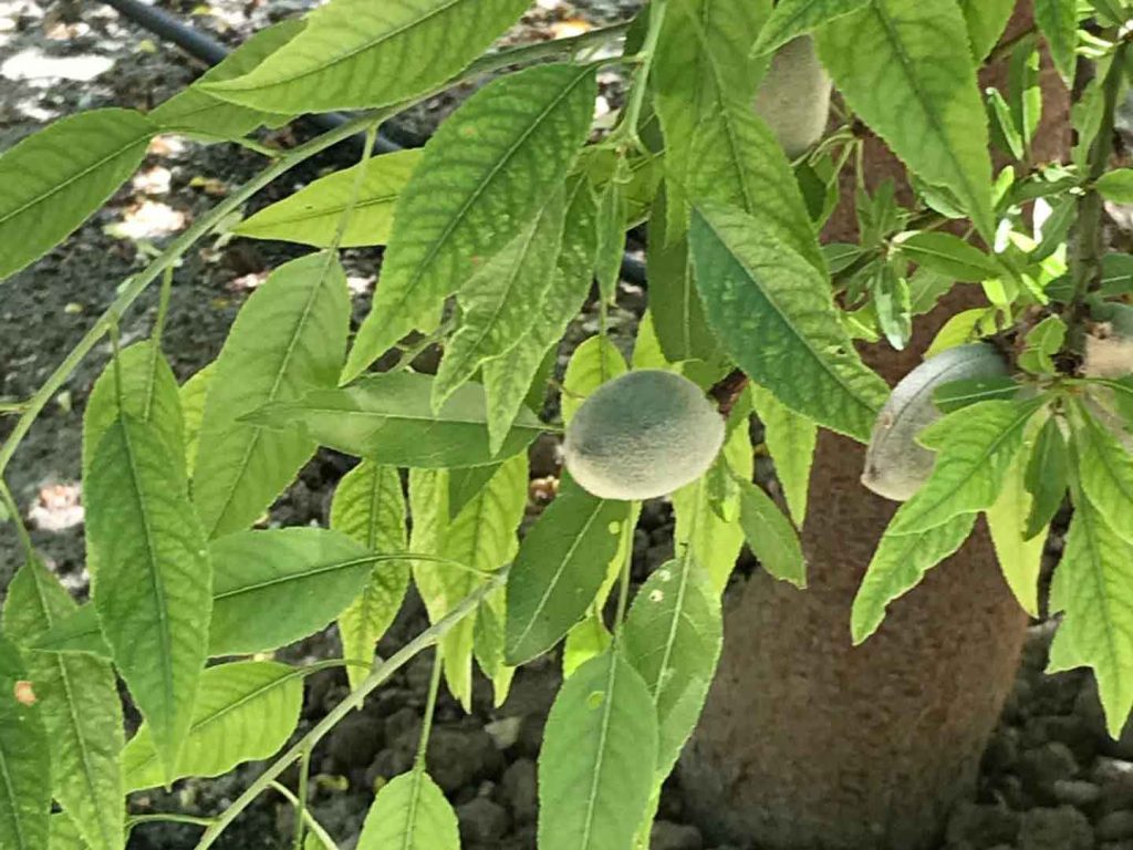 Iron Deficiency in Fruit and Nut Crops in California | Progressive Crop ...