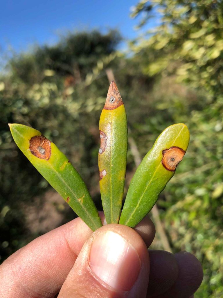 Neofabraea Leaf and Twig Lesions, a New Disease of Super-High-Density ...