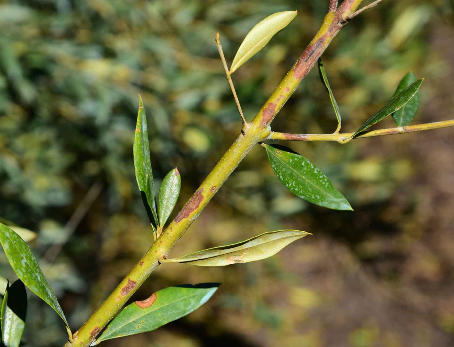 Neofabraea Leaf and Twig Lesions, a New Disease of Super-High-Density ...