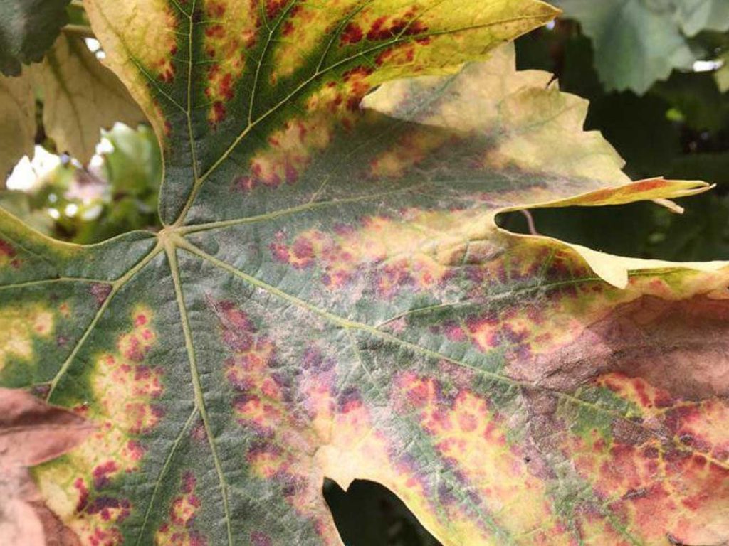 Magnesium Deficiency in Grapes | Progressive Crop Consultant