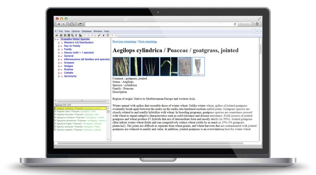 Weed Identification: A Crucial Component of Weed Management ...