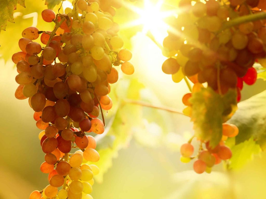 Grapevine Heat Stress and Sunburn Management | Progressive Crop Consultant