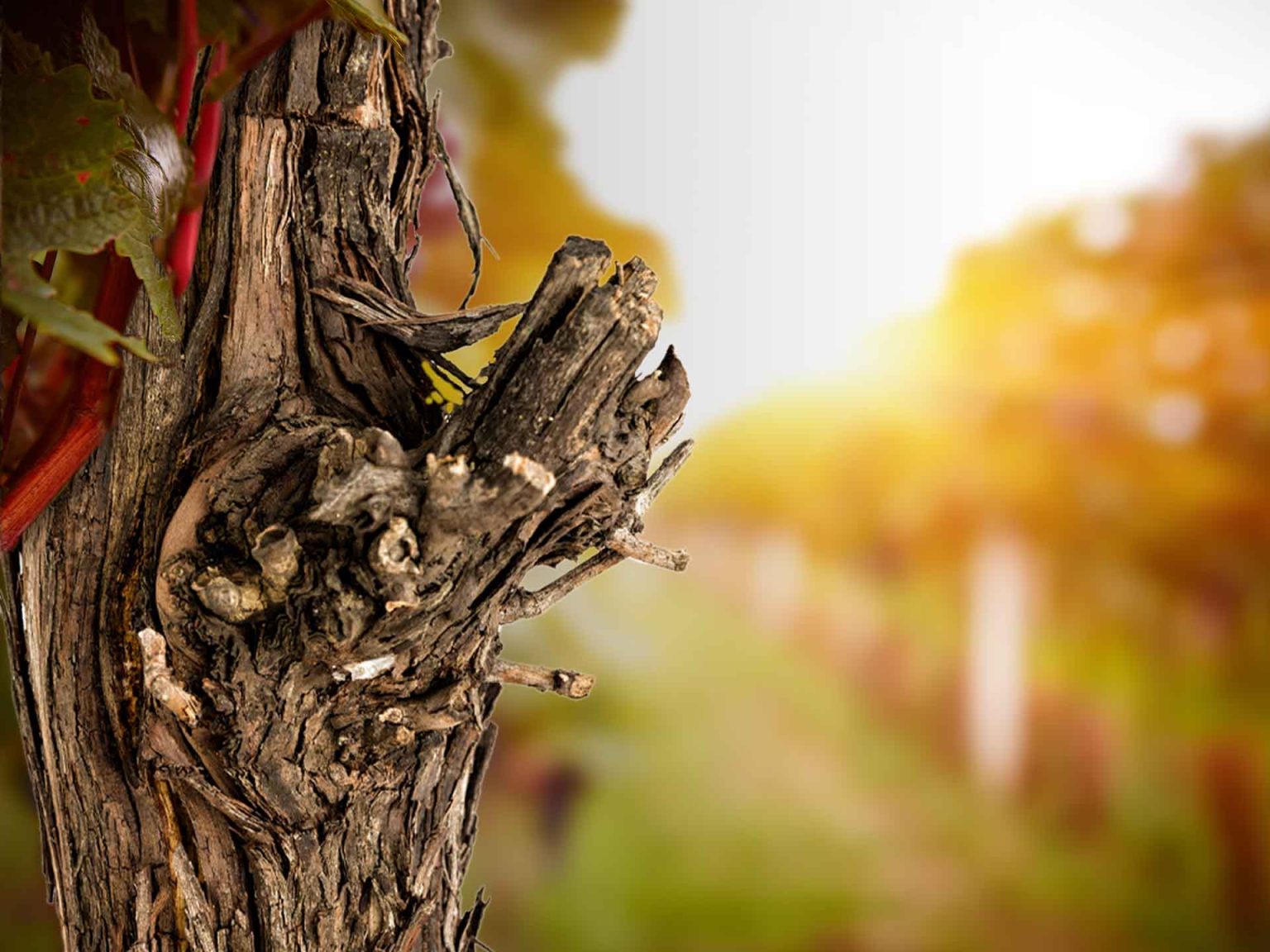 Grapevine Trunk Diseases: Current Management Strategies | Progressive ...