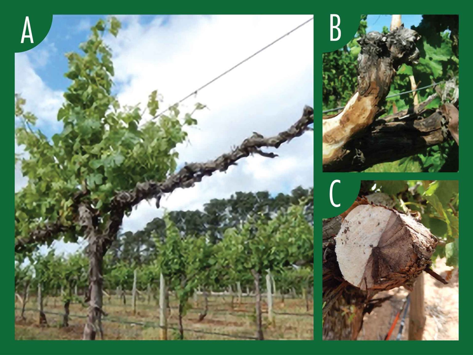 Grapevine Trunk Diseases: Current Management Strategies | Progressive ...