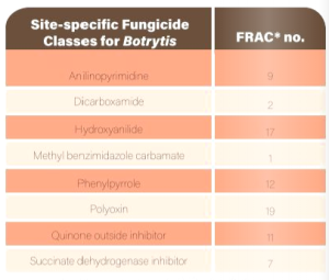 The Botrytis Gray Mold Fungus: Pervasive Pathogen, Formidable Foe ...