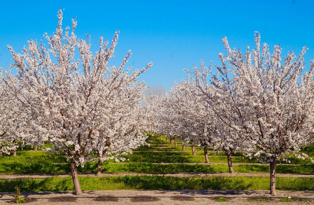 Economic Trends in Almond Production | Progressive Crop Consultant