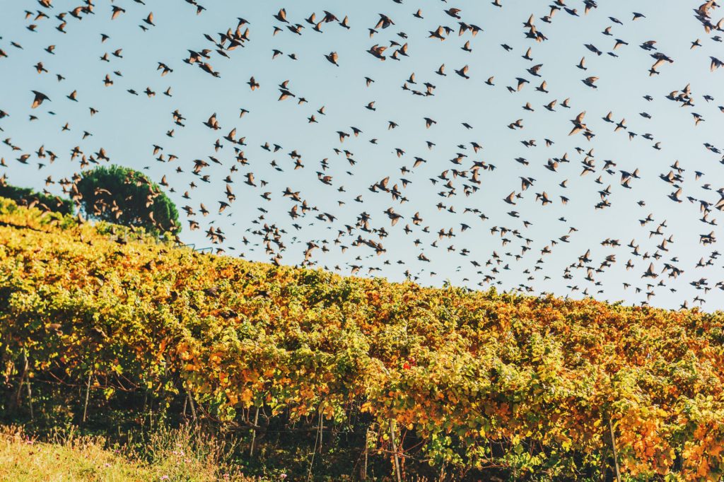 Outsmarting Birds in Vineyards: Know Your Birds and Keep them Guessing ...
