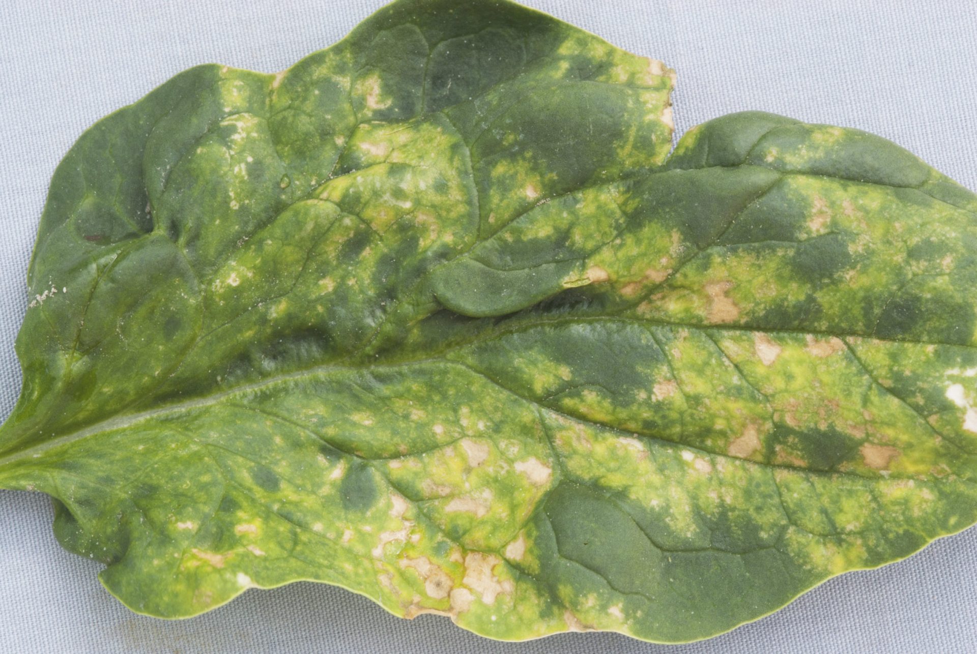 Virus Pathogens: Challenges to the Health of Vegetable Crops ...