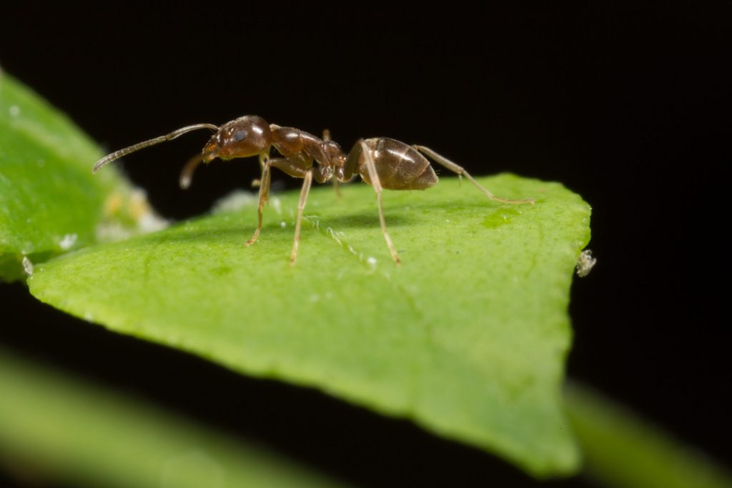 Argentine Ant Management in Citrus | Progressive Crop Consultant