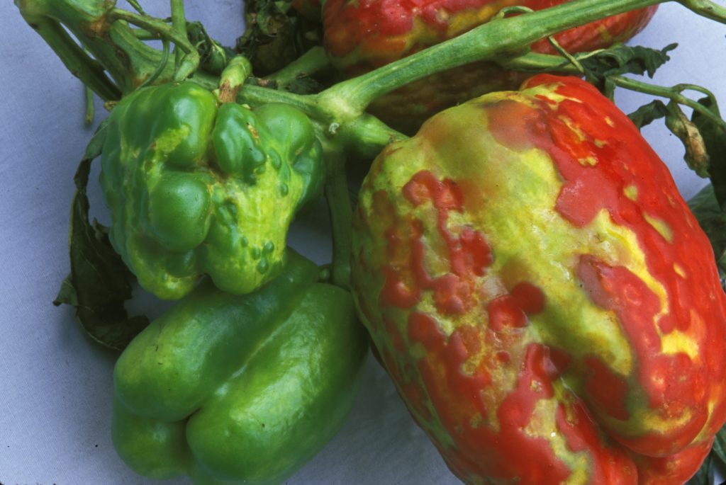 Virus Pathogens: Challenges to the Health of Vegetable Crops ...