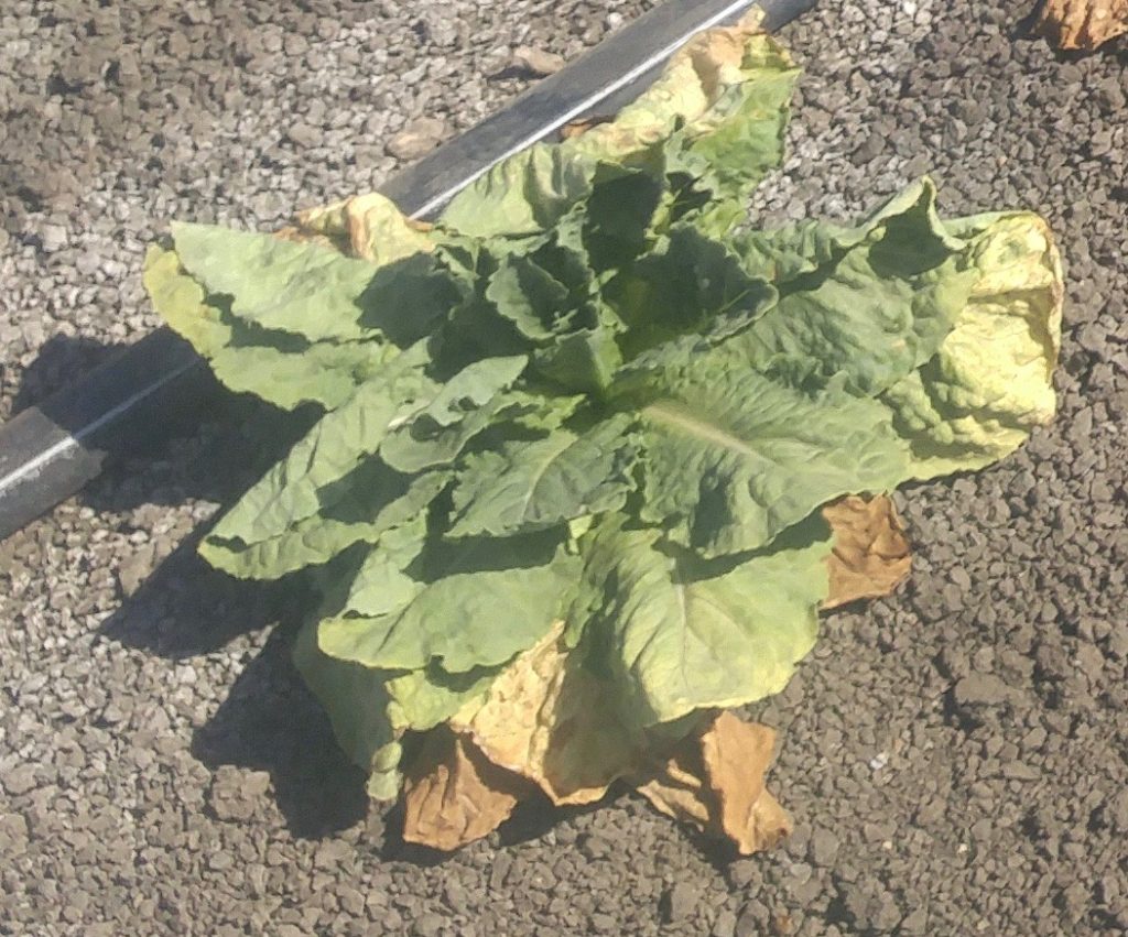 Lettuce Dieback: New Virus Found to be Associated with Soilborne ...