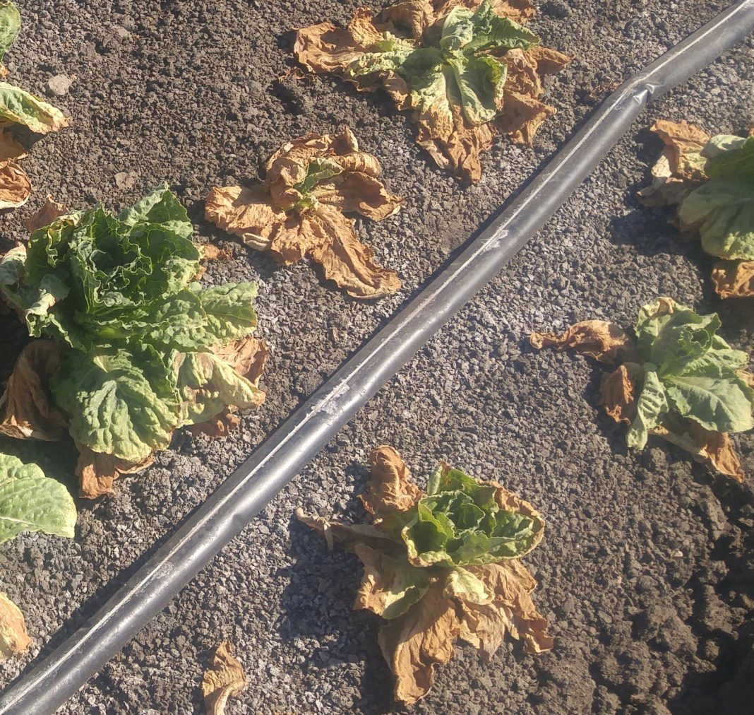 Lettuce Dieback: New Virus Found to be Associated with Soilborne ...