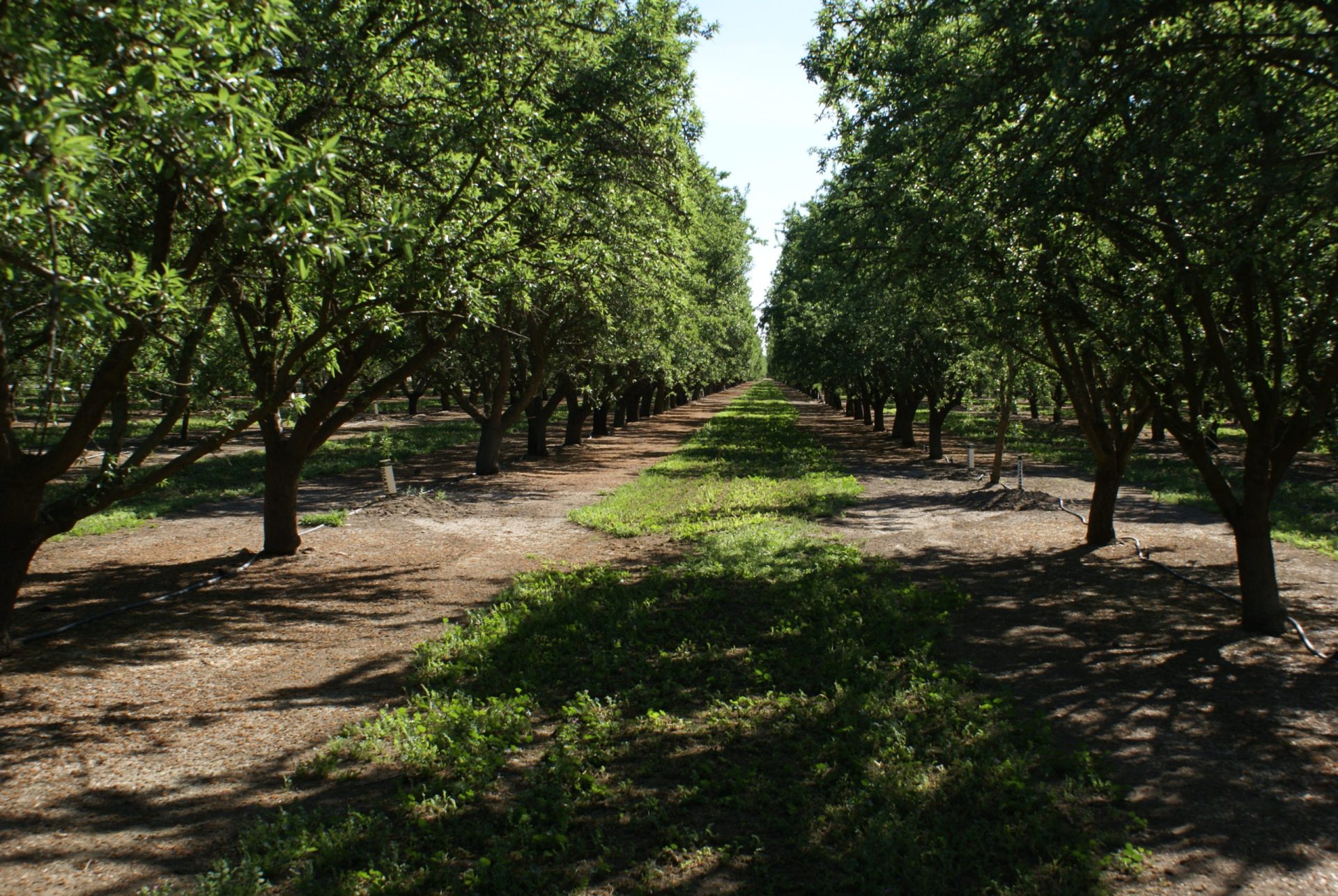 Breeding Permanent Crops for Quality and Resistance | Progressive Crop ...