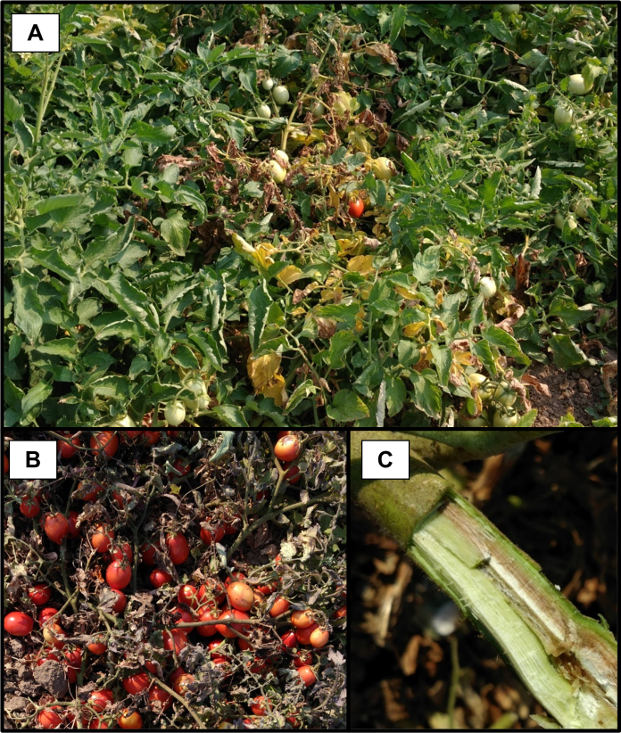 Fusarium Wilt of Tomato Race 3 - Progressive Crop Consultant