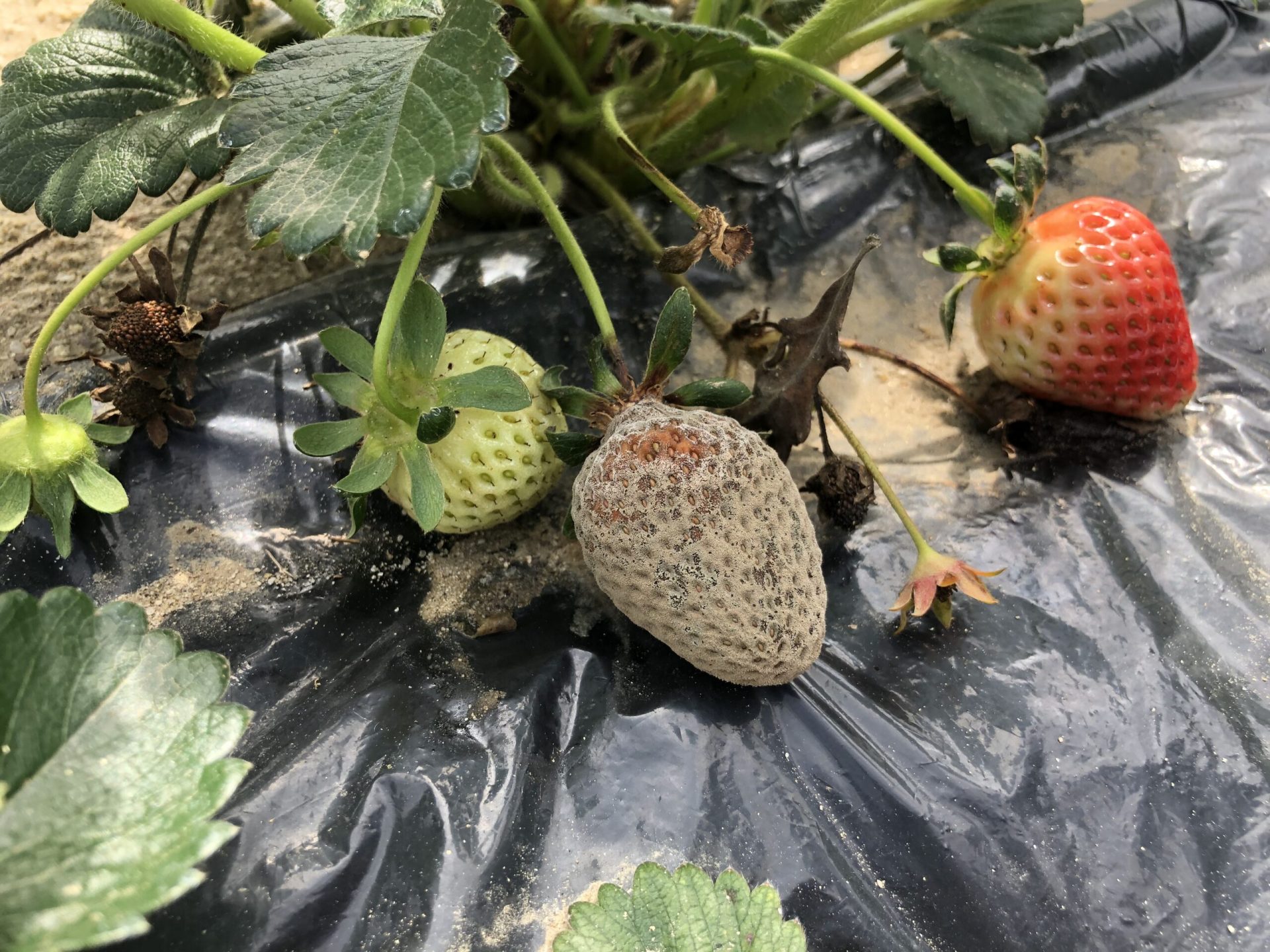 Soil Application of Fungicides in Strawberry - Progressive Crop Consultant
