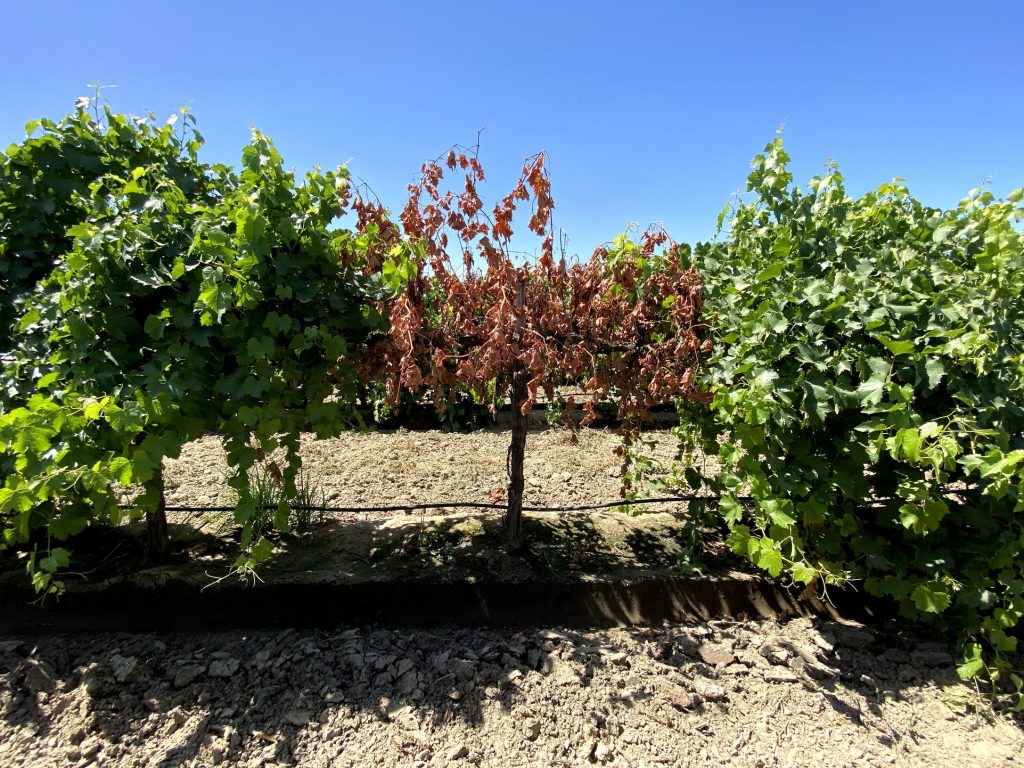 Update on Sudden Vine Collapse - Progressive Crop Consultant