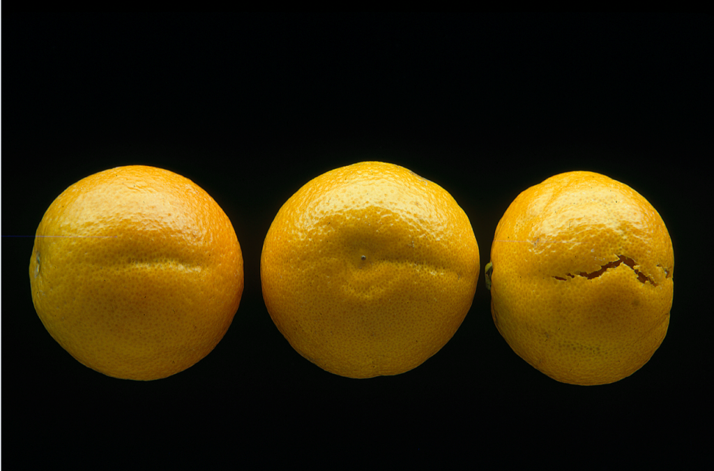 Conditions and Cures for Puff and Crease in Citrus | Progressive Crop ...