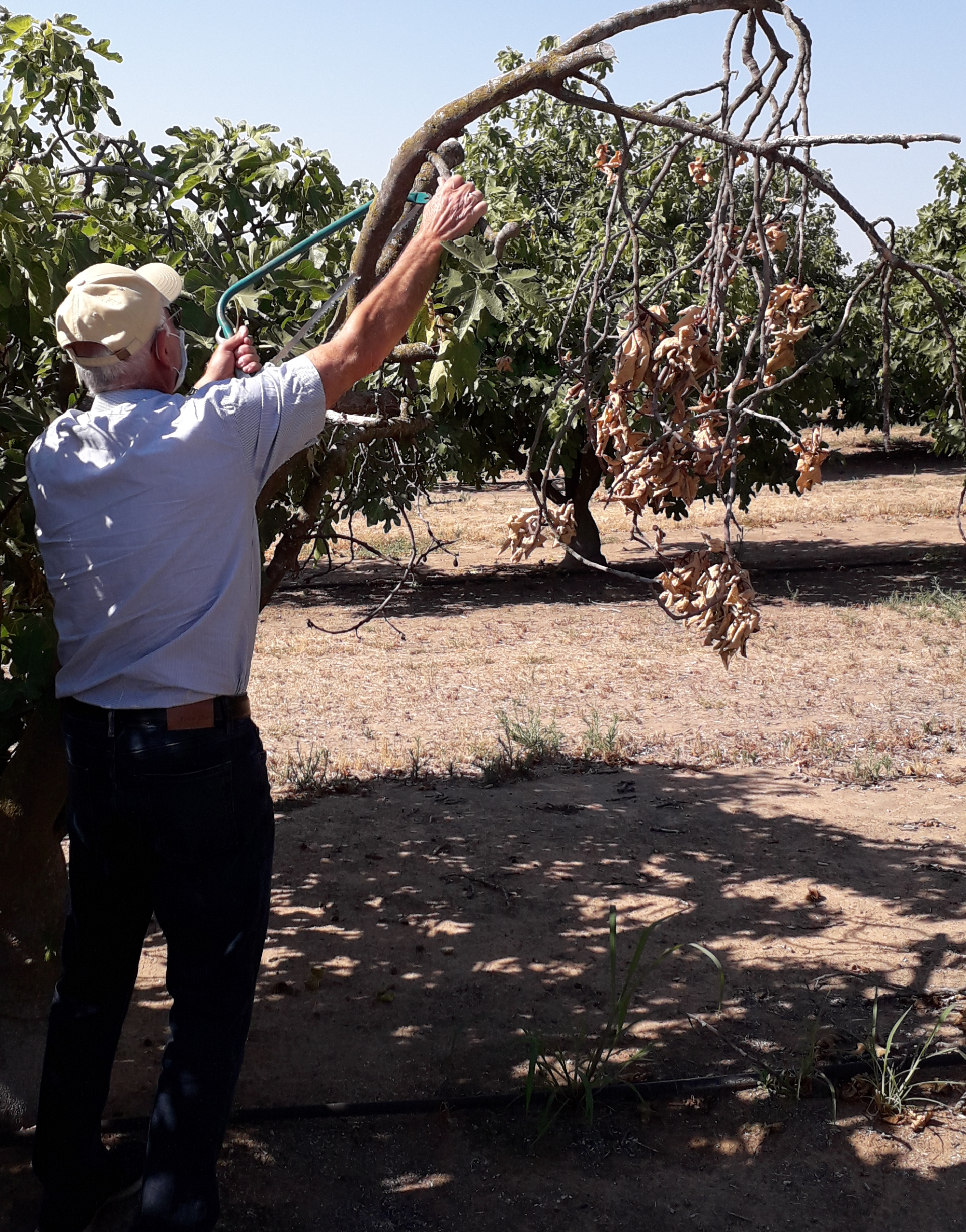 New Findings on Limb Dieback of Figs in California - Progressive Crop ...