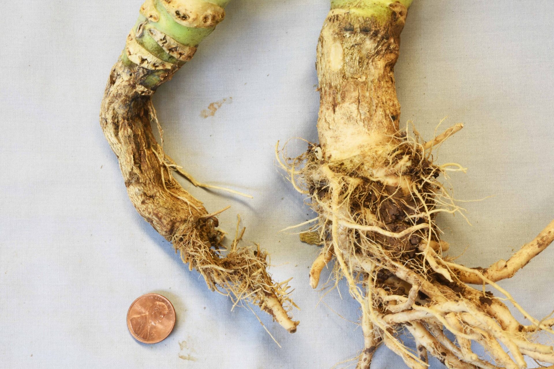 A Review of Pythium Diseases in Row Crops | Progressive Crop Consultant
