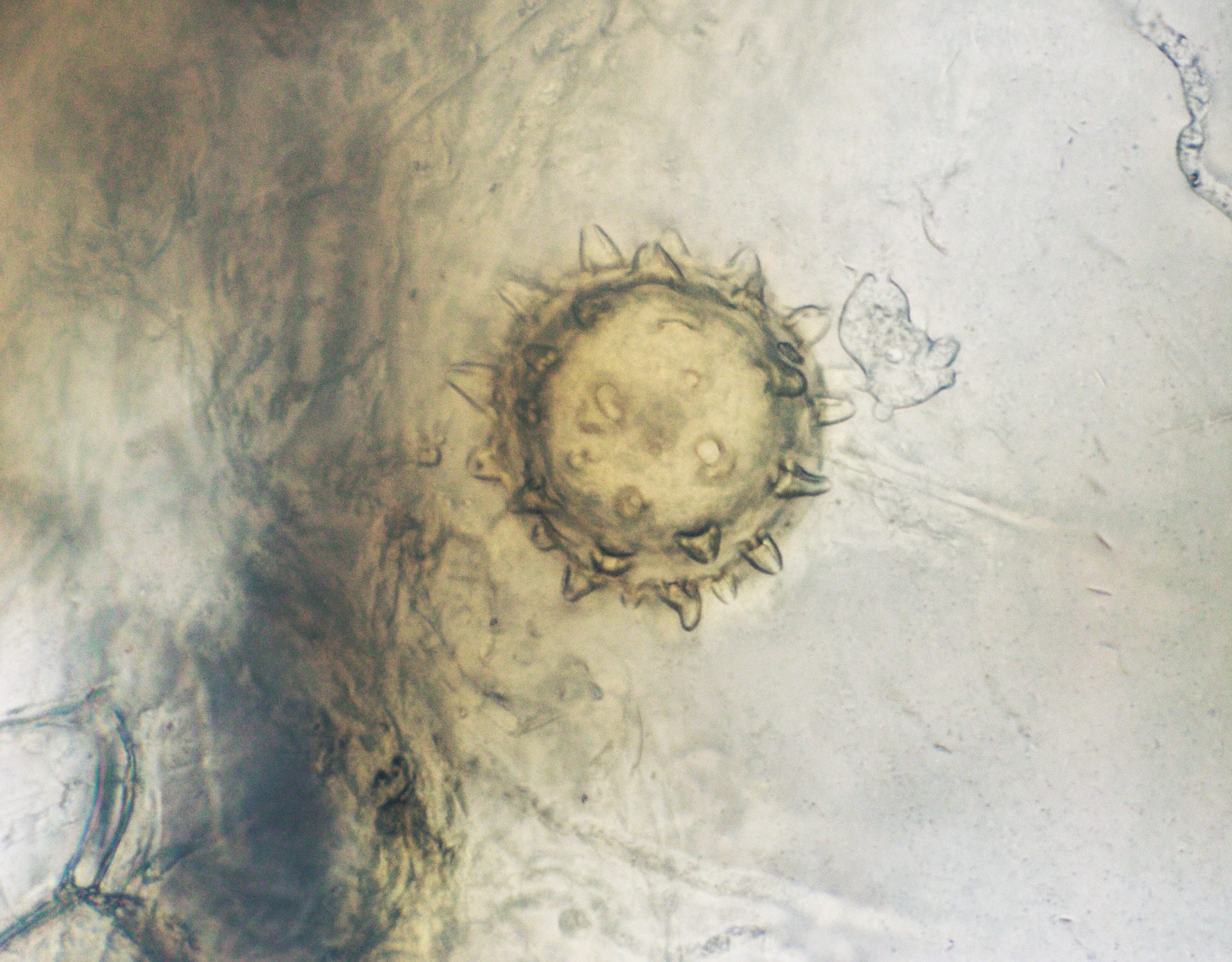 A Review of Pythium Diseases in Row Crops | Progressive Crop Consultant