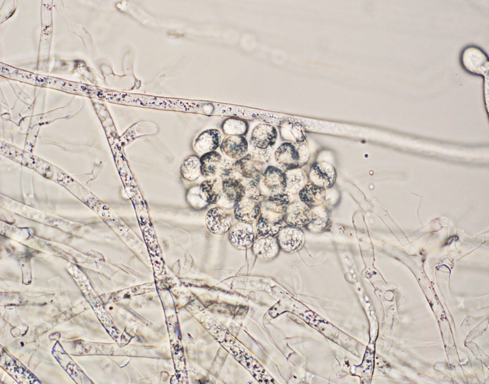 A Review of Pythium Diseases in Row Crops - Progressive Crop Consultant