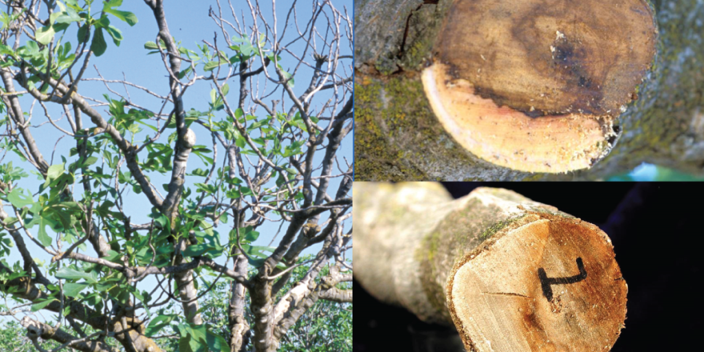 New Findings on Limb Dieback of Figs in California - Progressive Crop ...