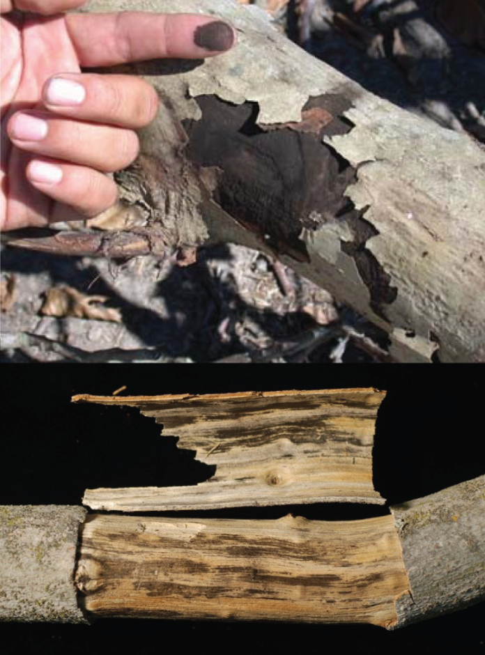 New Findings on Limb Dieback of Figs in California | Progressive Crop ...