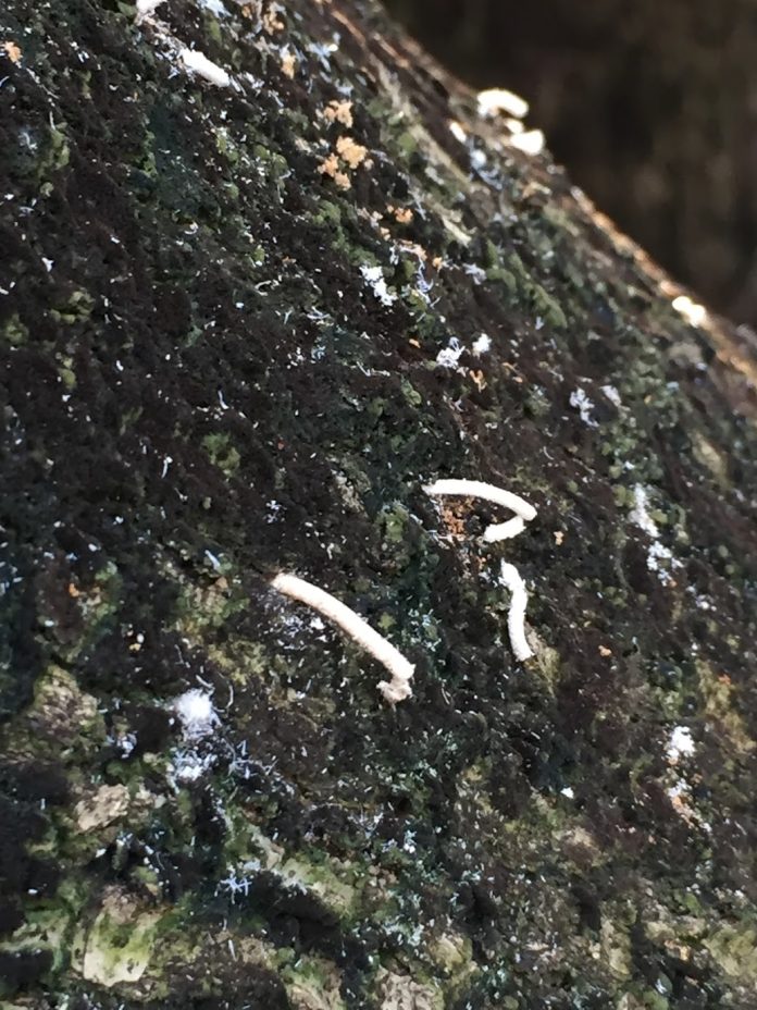 Avocado Invasive Insect Pests | Progressive Crop Consultant