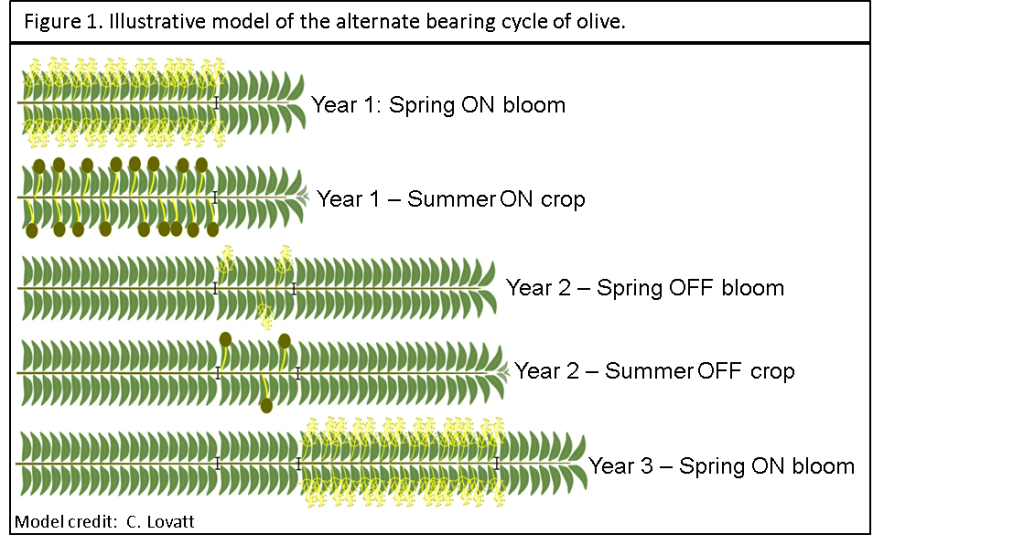 Developing a Nitrogen Fertilizer Plan for Olive Orchards | Progressive ...