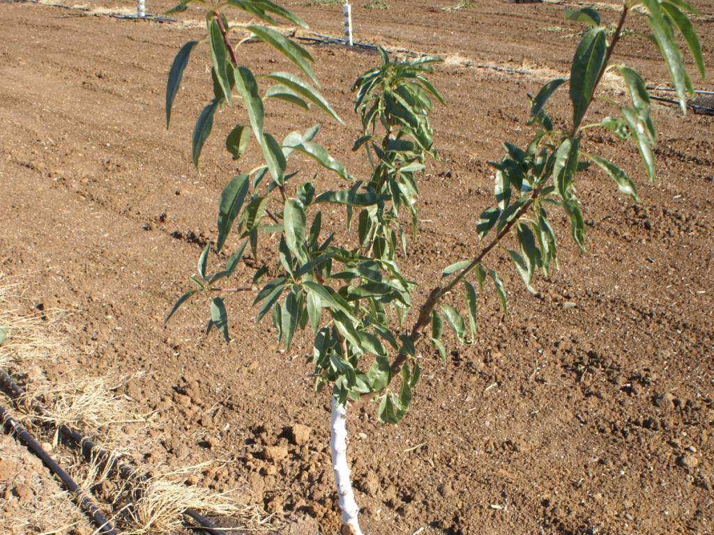 Protect Almond Tree Roots at Planting | Progressive Crop Consultant