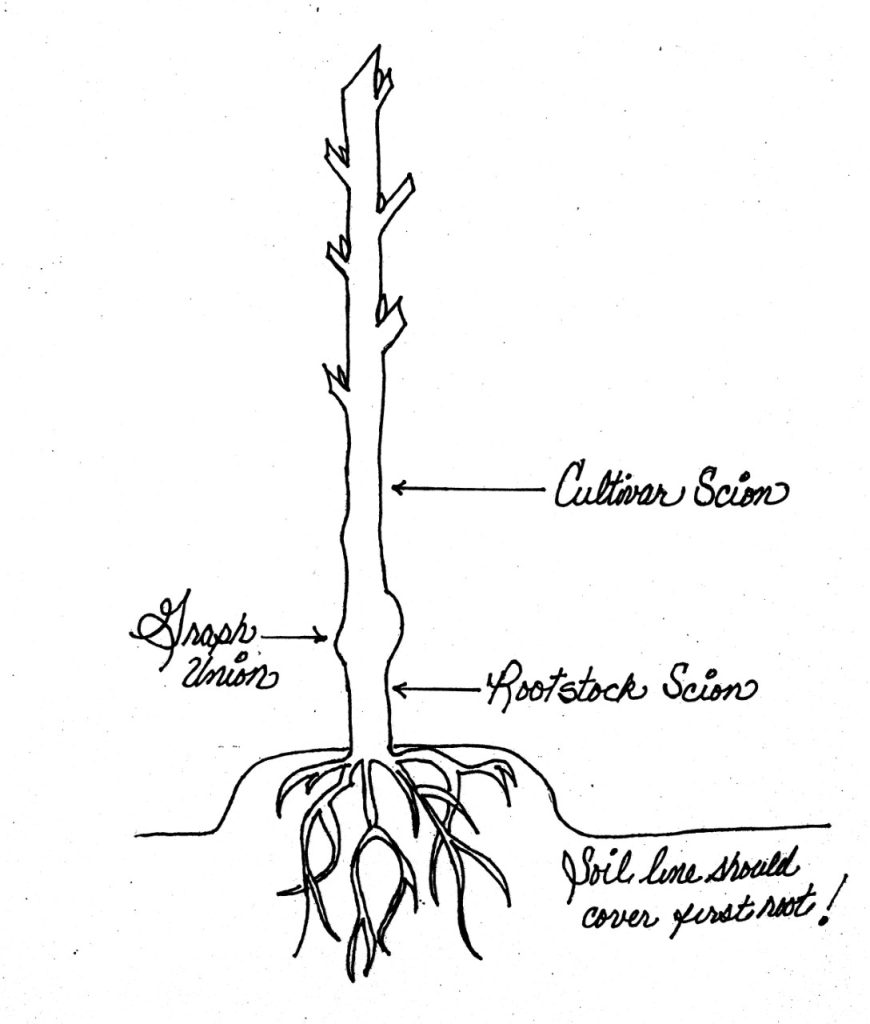 Protect Almond Tree Roots at Planting | Progressive Crop Consultant