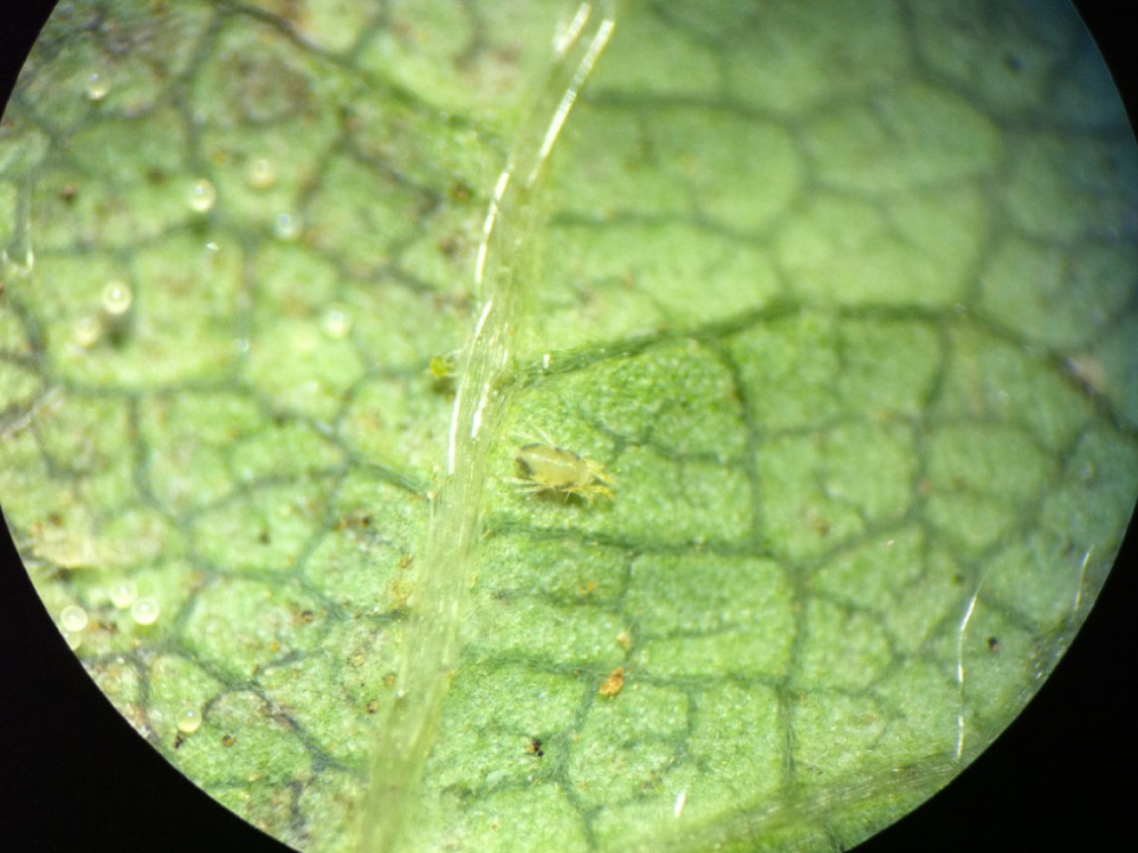 Correctly Identify Mites in Strawberries | Progressive Crop Consultant