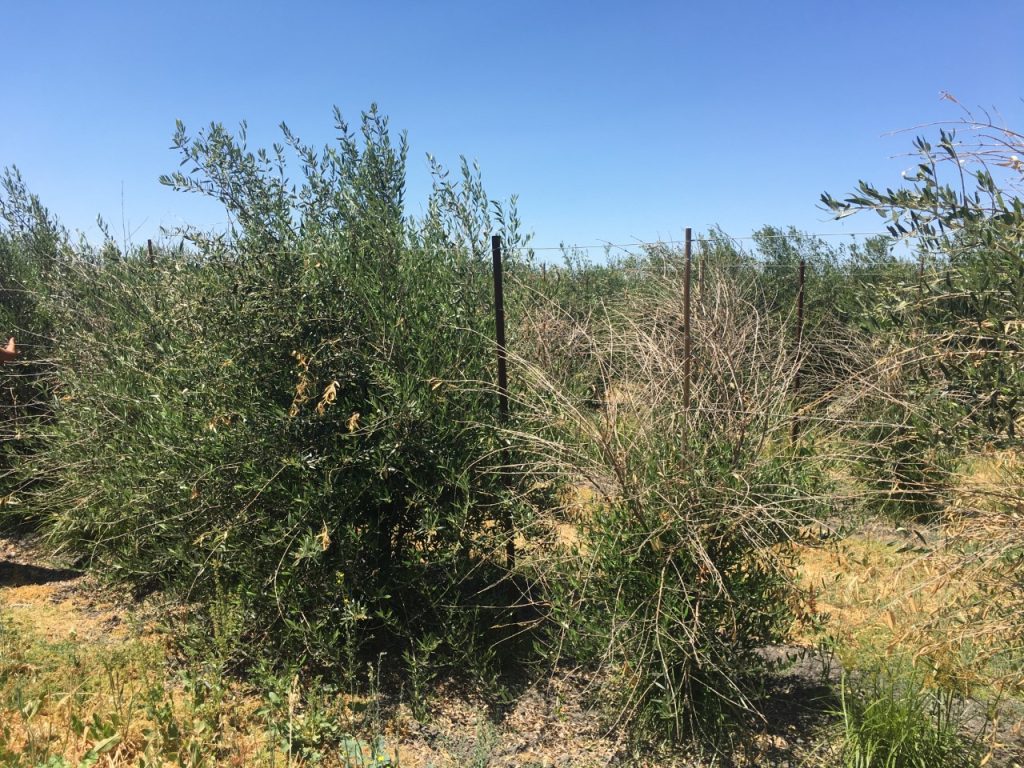 Verticillium Wilt, Freeze Damage Looks Similar in Oil Olives ...