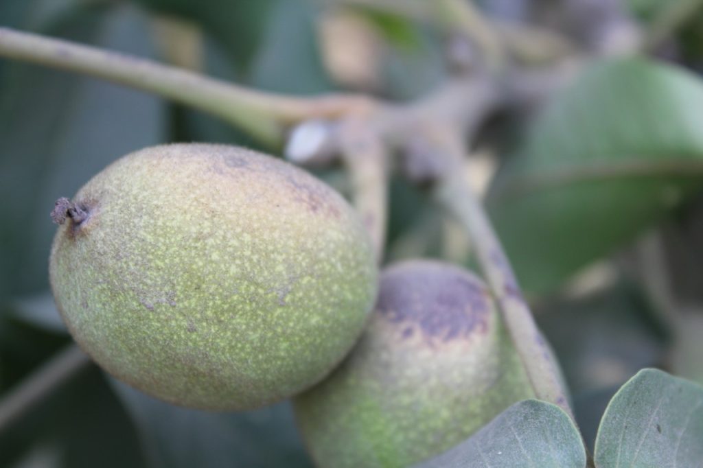 An Update on Managing Walnut Mold | Progressive Crop Consultant