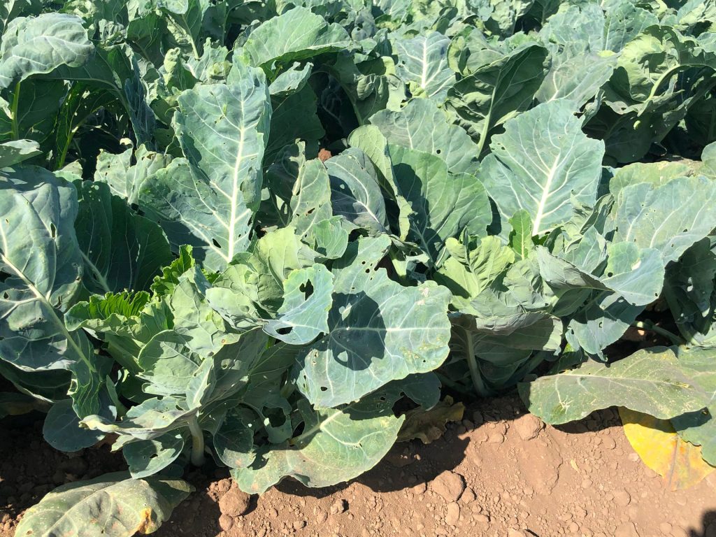 Diamondback Moth – A Serious Pest of Vegetable Crops | Progressive Crop ...