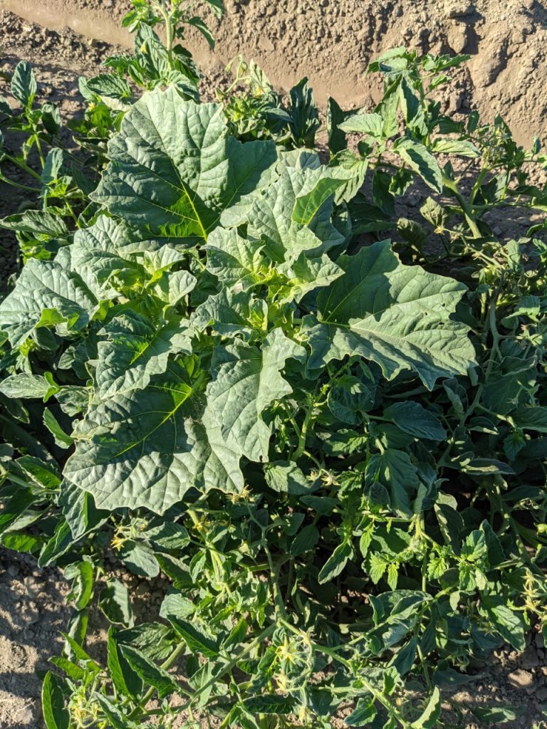 Integrated Weed Control in Processing Tomato Fields | Progressive Crop ...