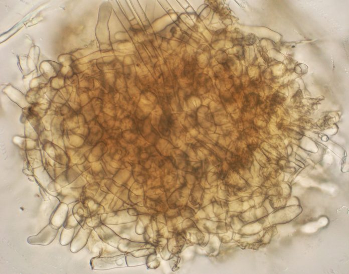 Review of Rhizoctonia Diseases of Row Crops - Progressive Crop Consultant