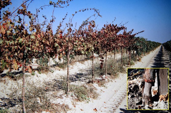 Diagnosing Vineyard Problems | Progressive Crop Consultant