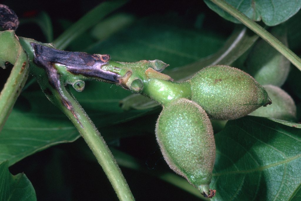 Methods for Forecasting Walnut Blight | Progressive Crop Consultant