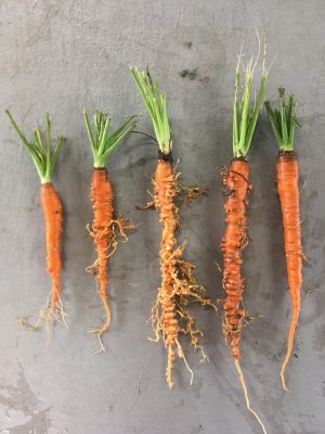 Fumigant Alternative Trials for Root Knot Nematode in Carrots ...
