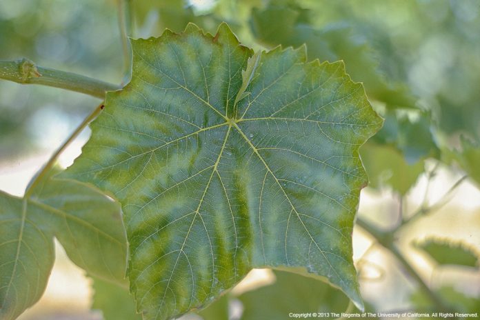 Grapevine Water and Nutrient Management Tips During Drought ...
