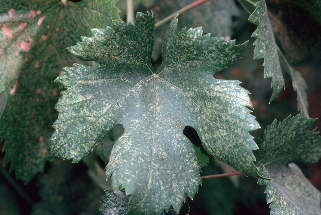 Leafhoppers Pose Challenges in Vineyards - Progressive Crop Consultant