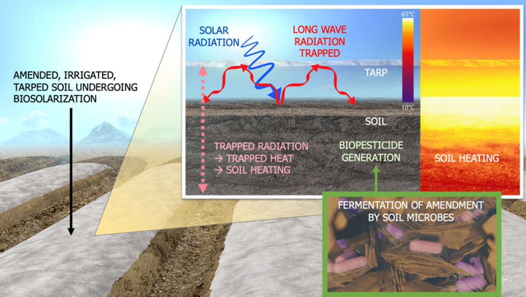 Biosolarization: Returning Almond Hulls and Shells to the Orchard to ...