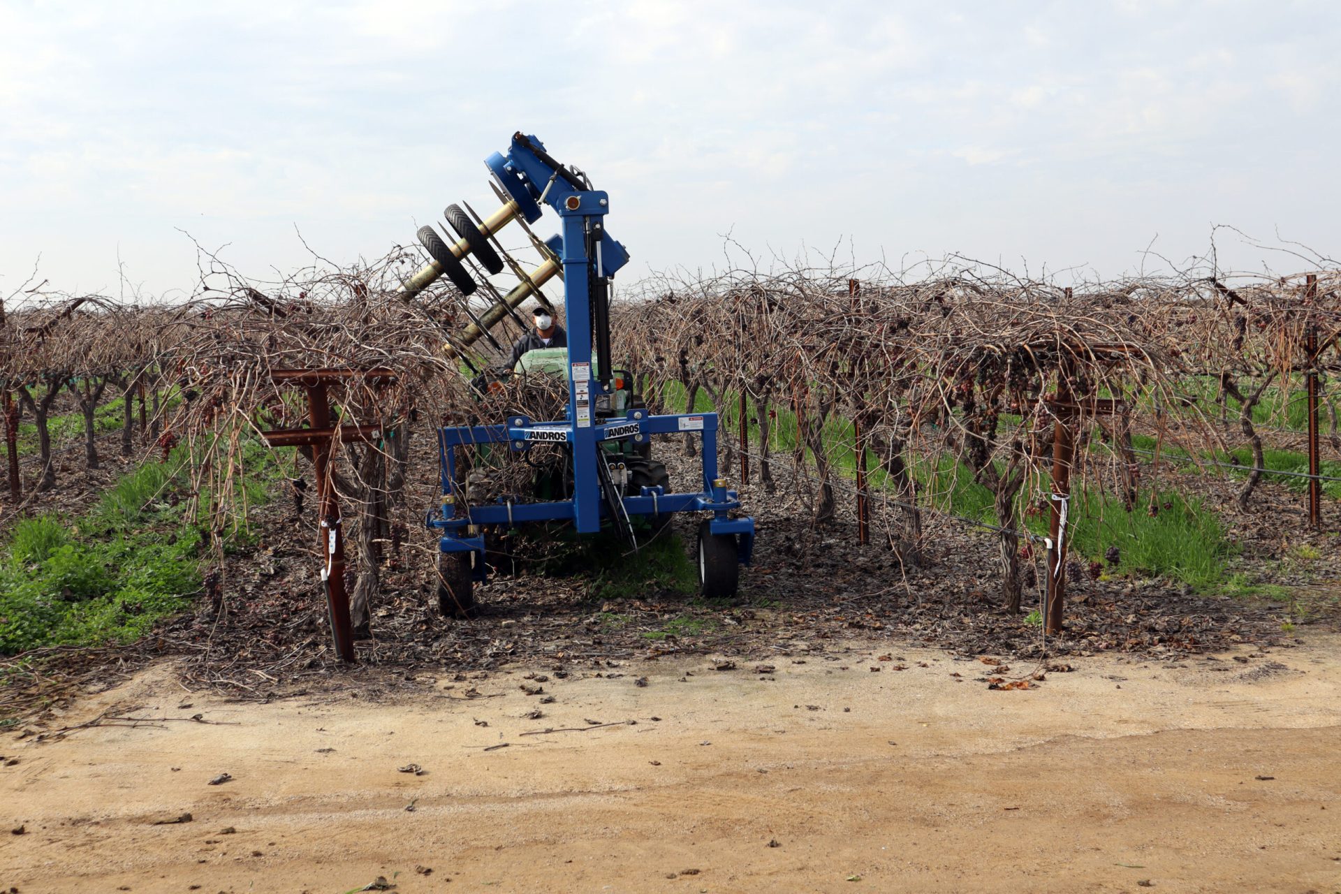 Mechanization Improves Pruning Efficiency in Table Grape Vineyards | Progressive Crop Consultant