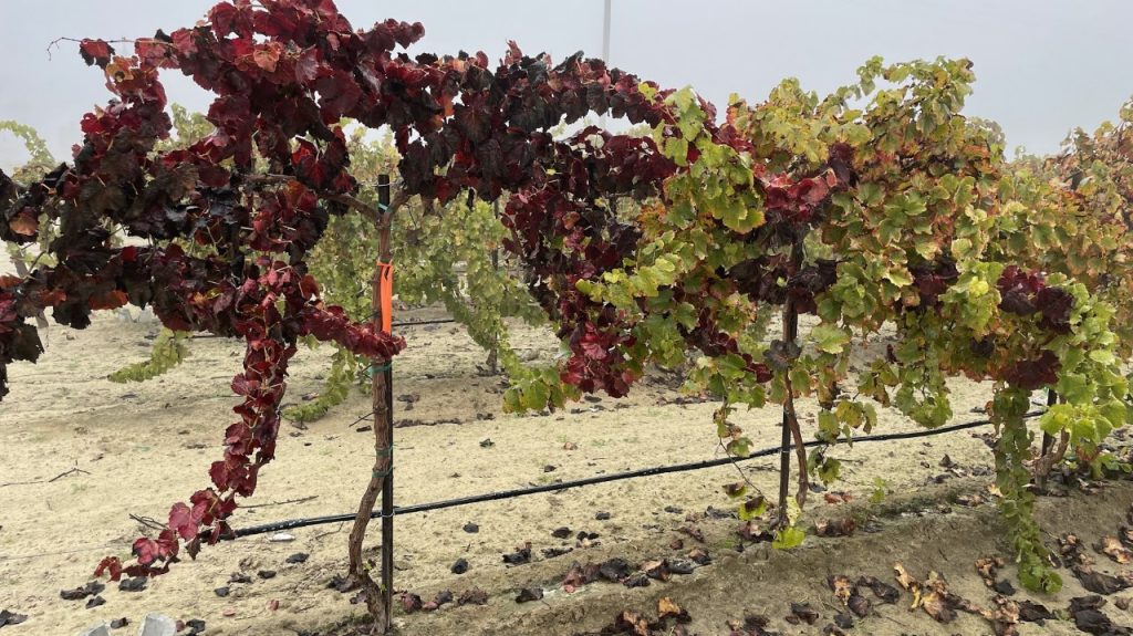 Aspergillus Vine Canker: An Overlooked Canker Disease of Grapevine in ...