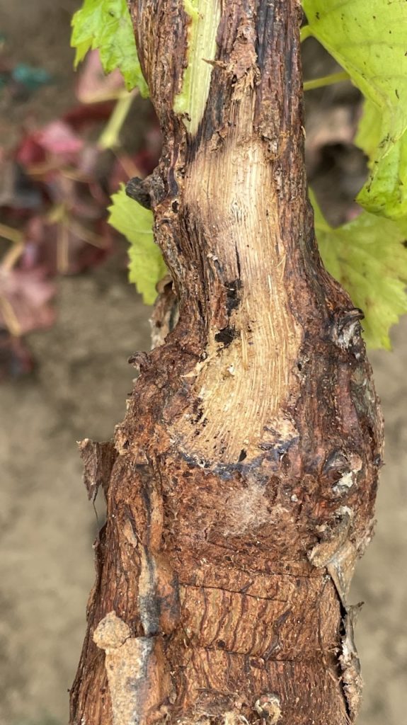 Aspergillus Vine Canker: An Overlooked Canker Disease of Grapevine in ...