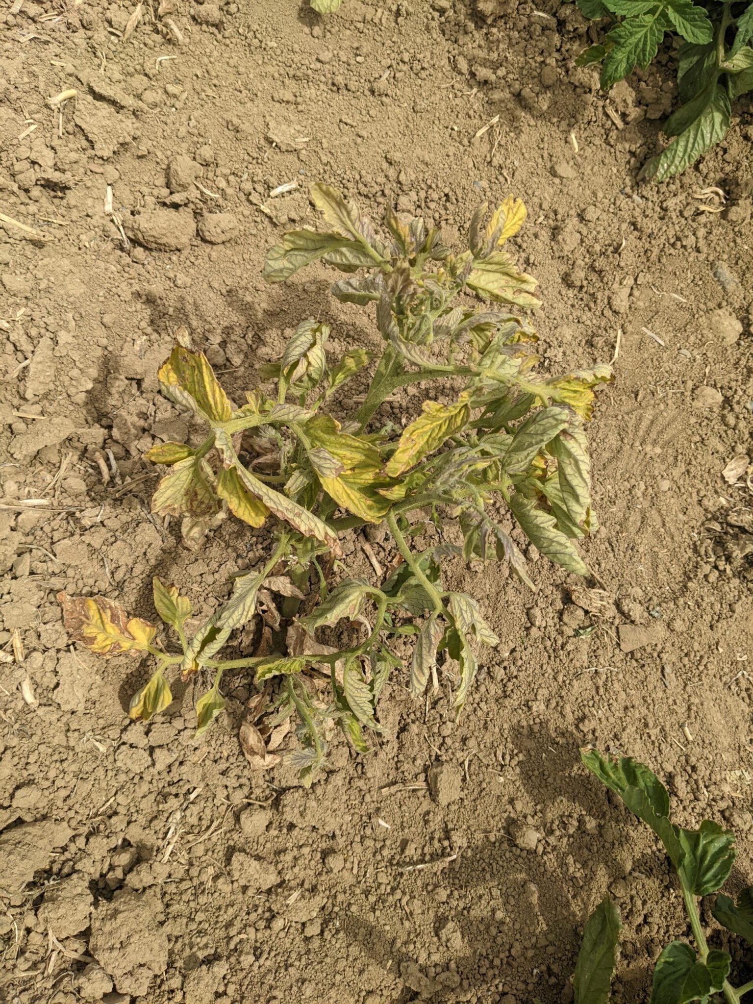 New Virus Strain of BCTV in Colusa County | Progressive Crop Consultant